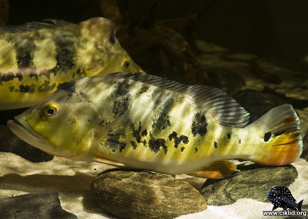 Cichla monoculus - Nordiska Ciklidsällskapet artregister