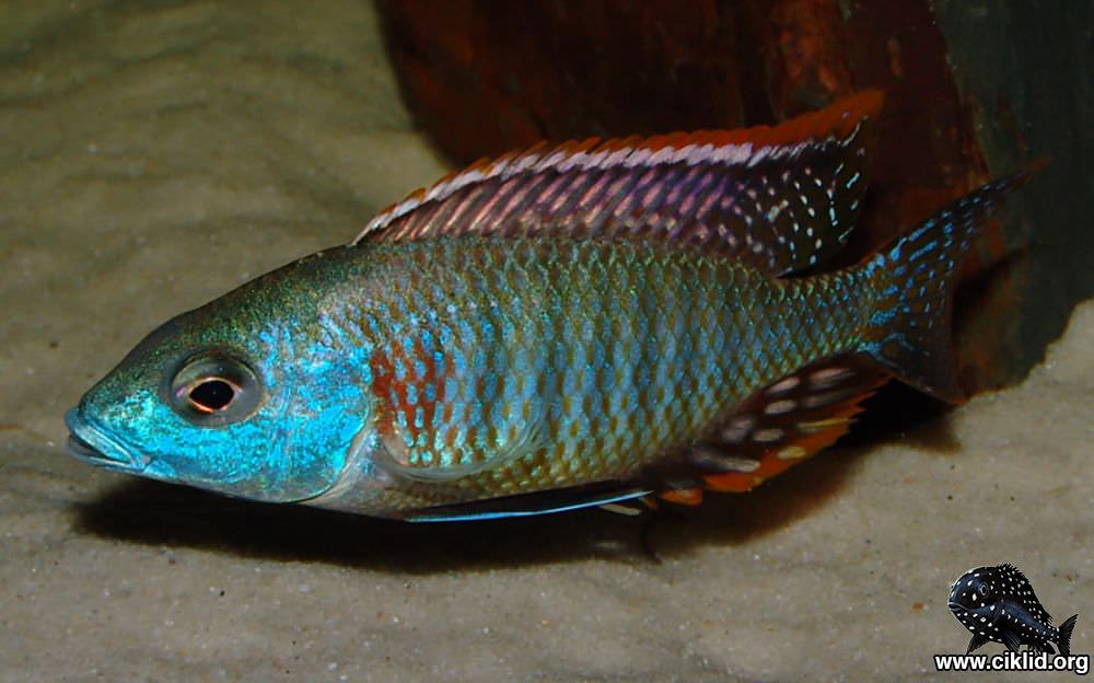 Lethrinops sp.""mbasi"" - Nordiska Ciklidsällskapet artregister