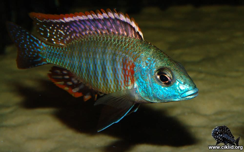 Lethrinops sp.""mbasi"" - Nordiska Ciklidsällskapet artregister