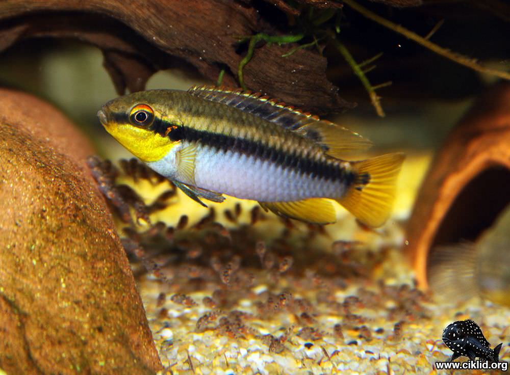 Pelvicachromis roloffi - Nordiska Ciklidsällskapet artregister