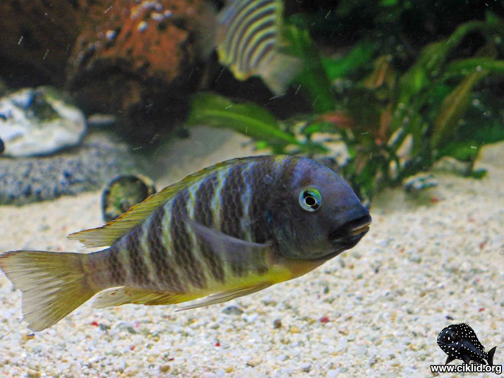 Katonga Foto: Robert Gerth