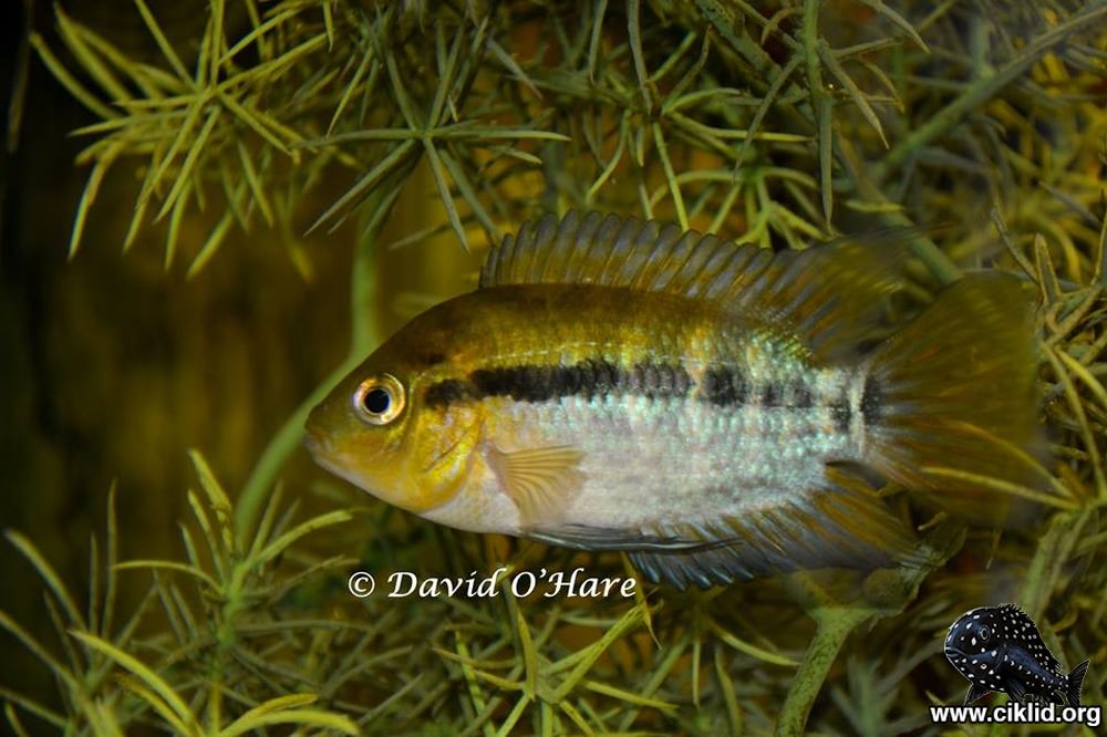 Herotilapia multispinosa - Nordiska Ciklidsällskapet artregister