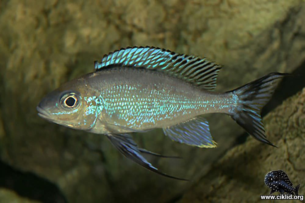 Cyathopharynx furcifer - Nordiska Ciklidsällskapet artregister