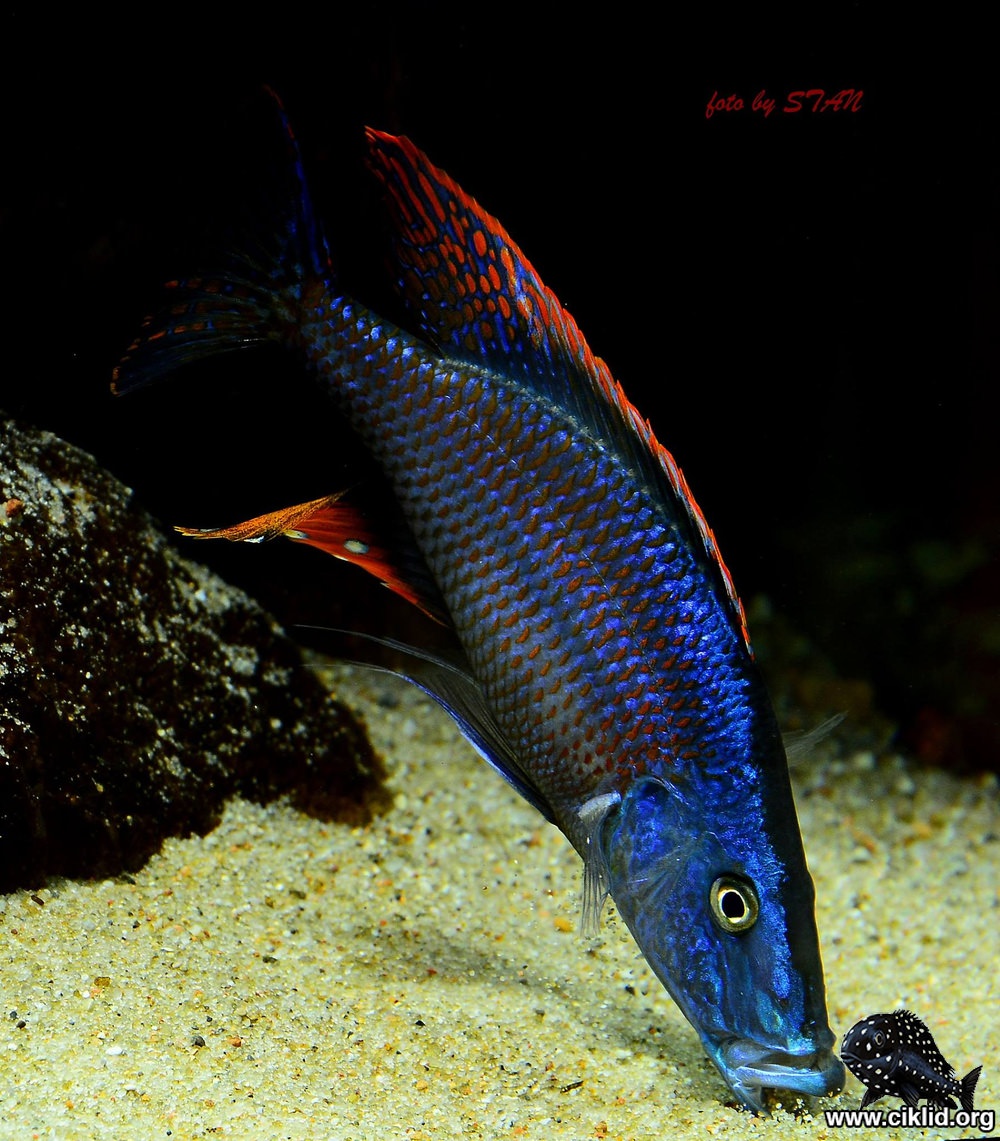 Dimidiochromis compressiceps - Nordiska Ciklidsällskapet artregister