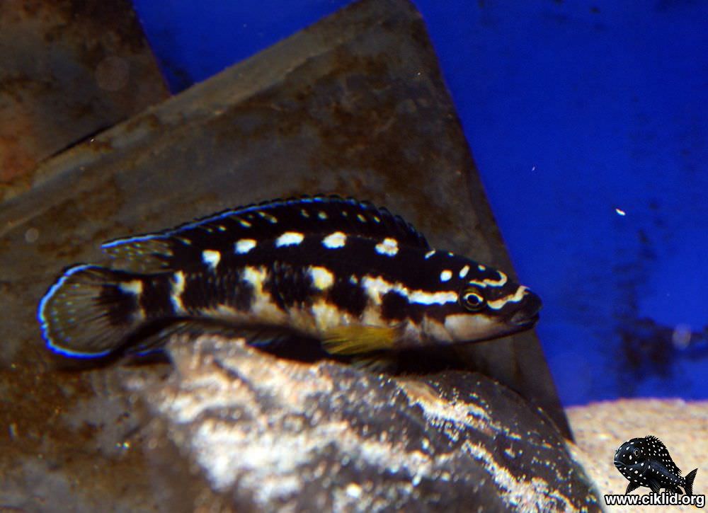 Julidochromis transcriptus - Nordiska Ciklidsällskapet artregister
