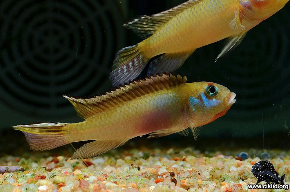 Nanochromis parilus - Nordiska Ciklidsällskapet artregister